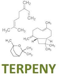 Co je terpen? - CBD pod Sedlem
